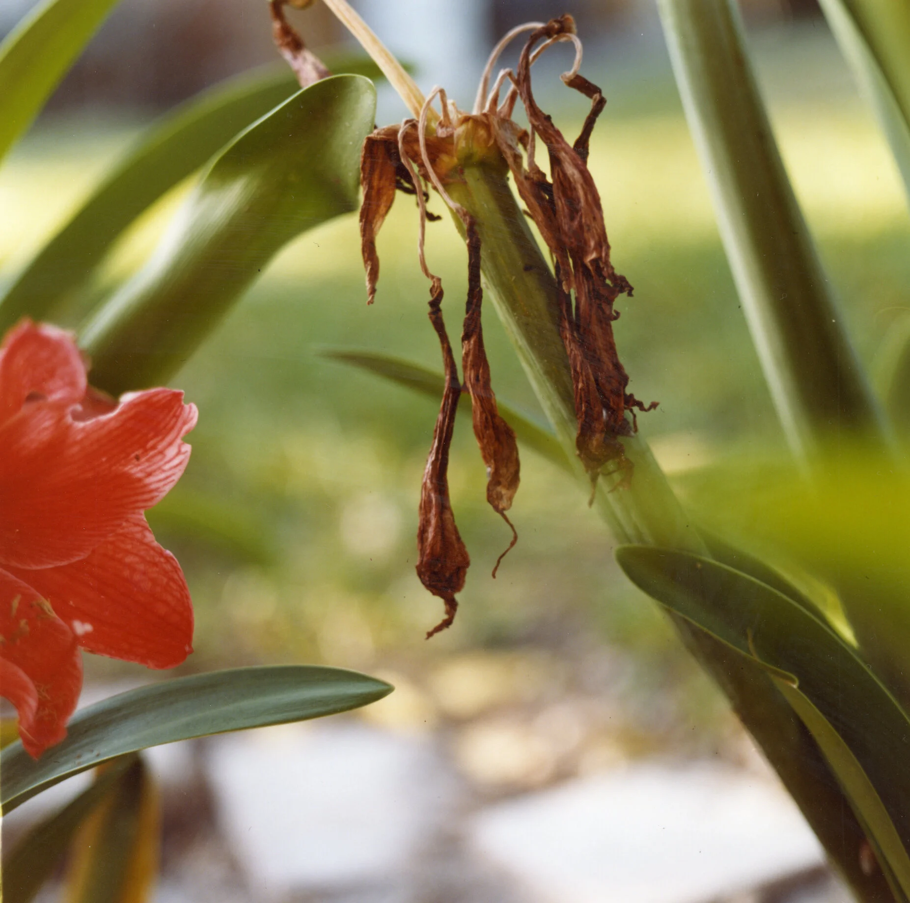 PEGGY LEVISON NOLAN FLOWERS — DINA MITRANI GALLERY | MIAMI