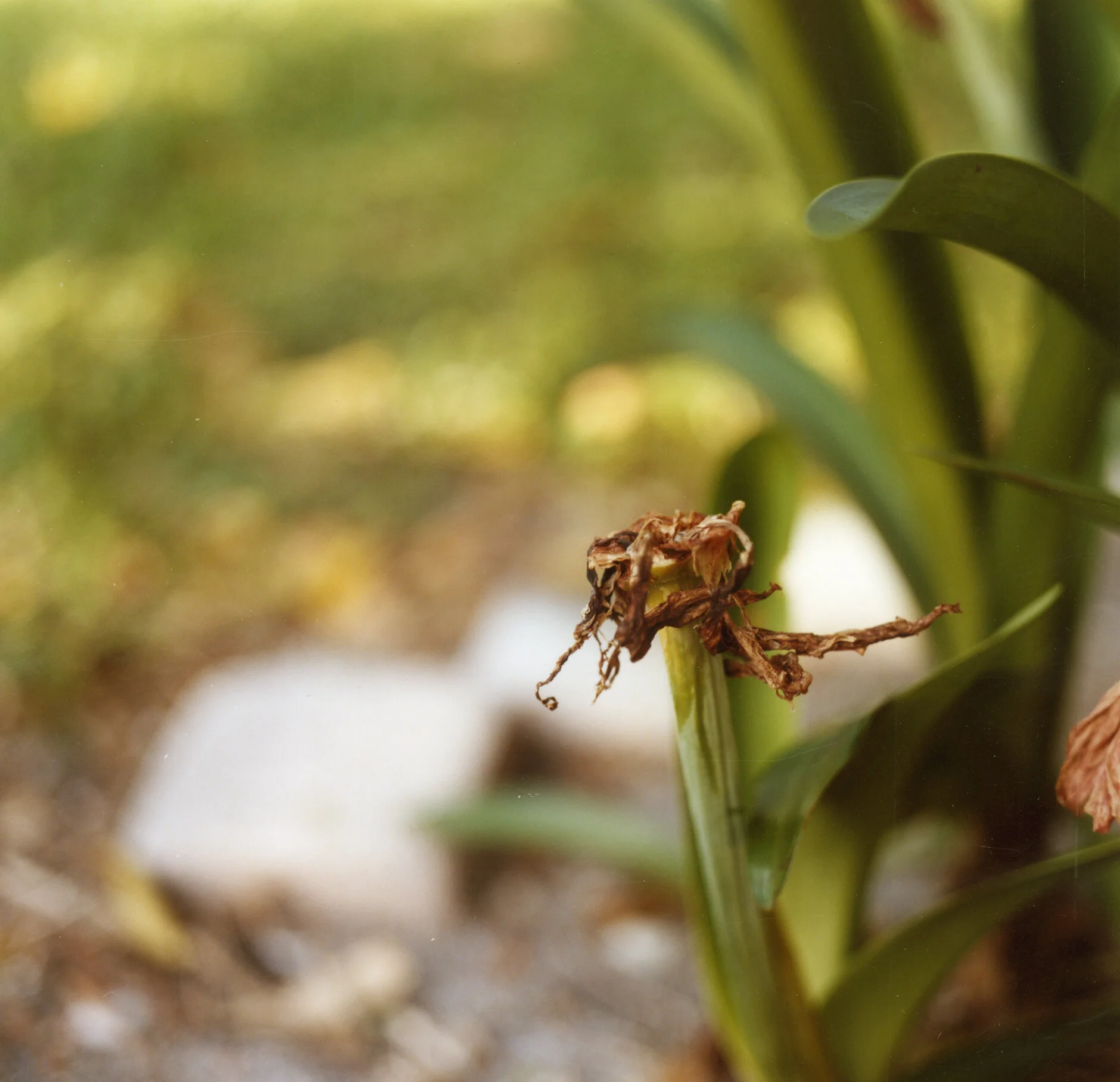 PEGGY LEVISON NOLAN FLOWERS — DINA MITRANI GALLERY | MIAMI