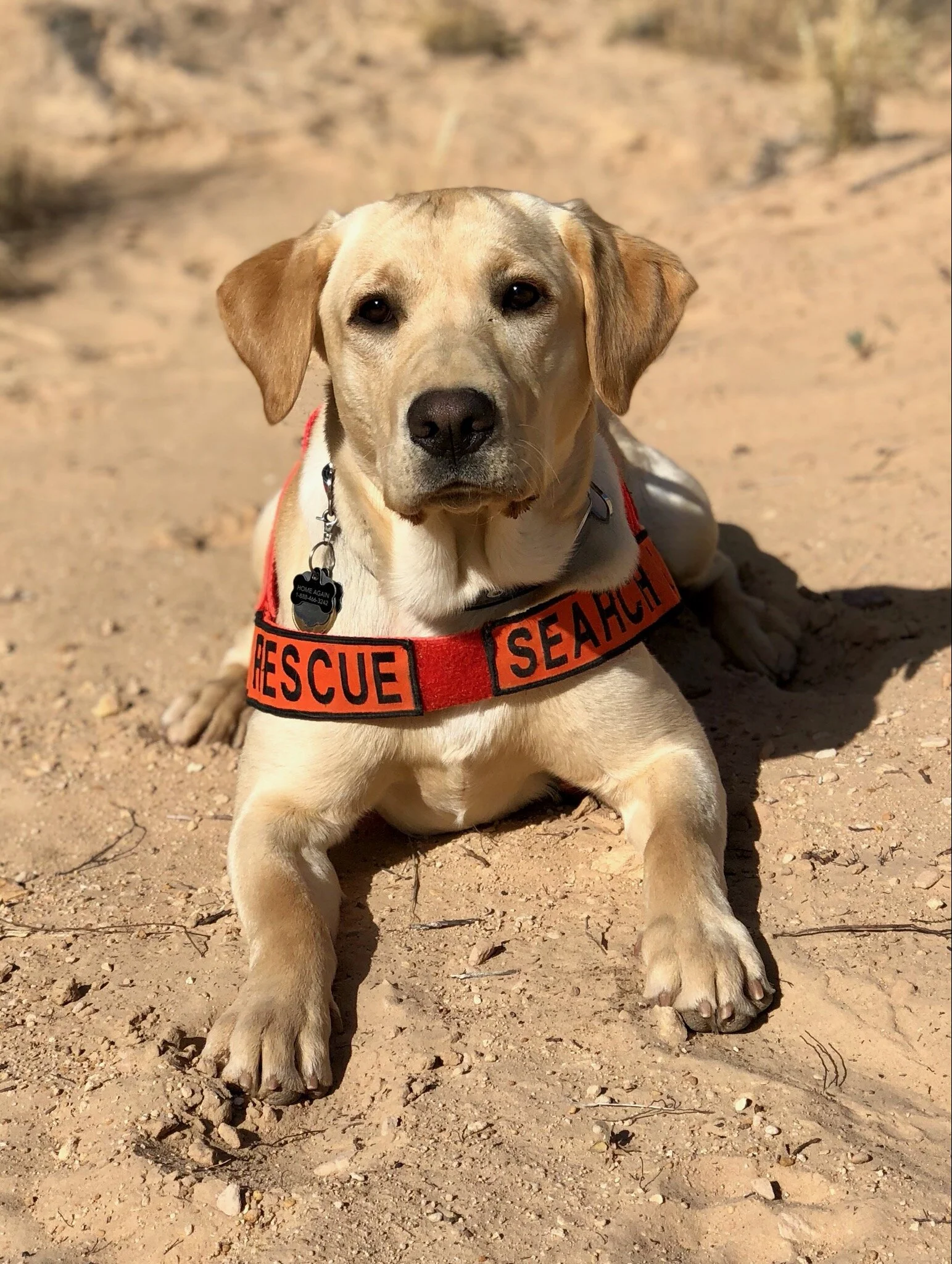 How Do I Become A Sar Dog Handler