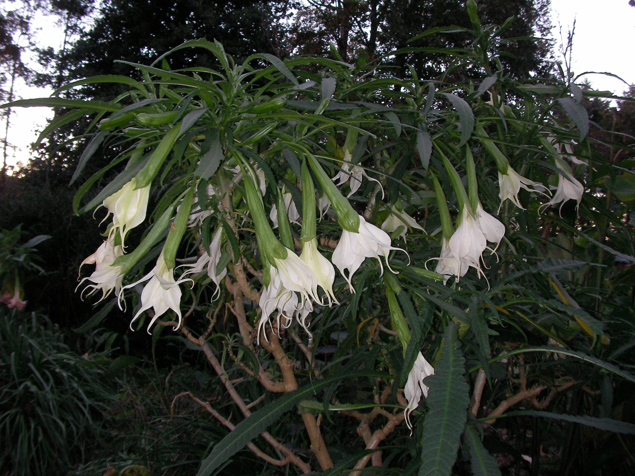Culebra Brugmansia Plant — Angel Trumpet Nursery