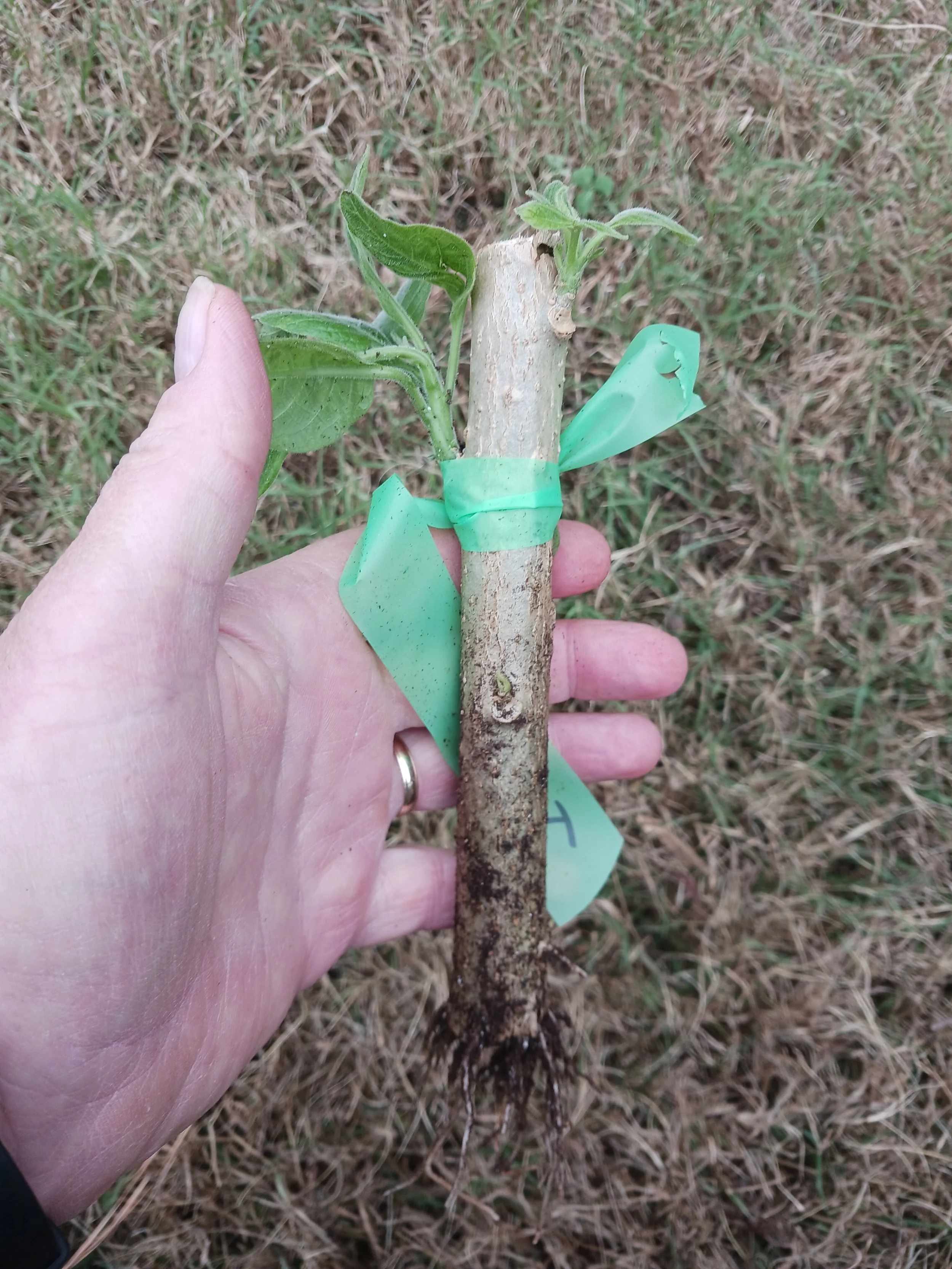 Tutu Brugmansia PLANT — Angel Trumpet Nursery LLC