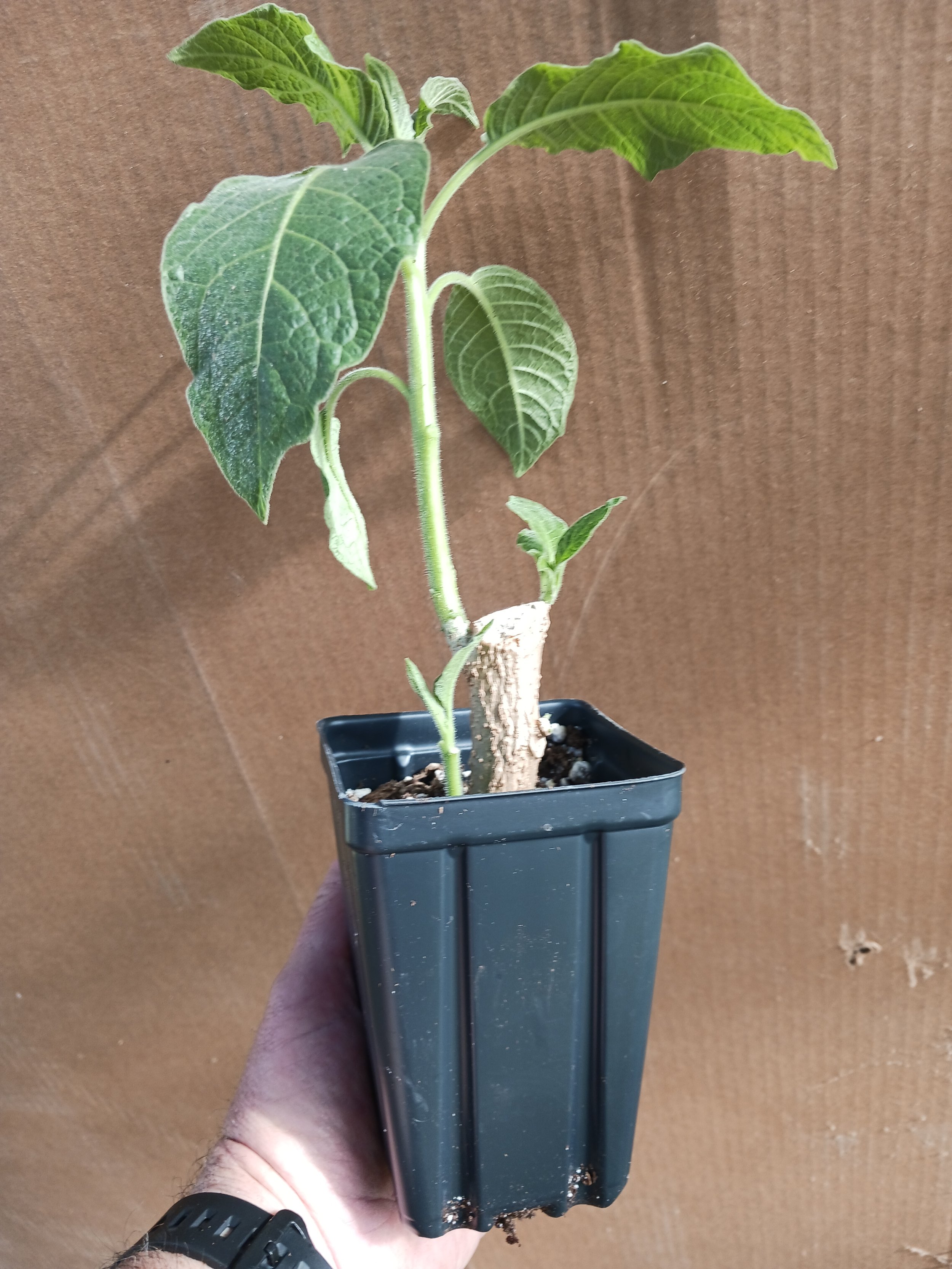 Shameless Brugmansia PLANT — Angel Trumpet Nursery LLC