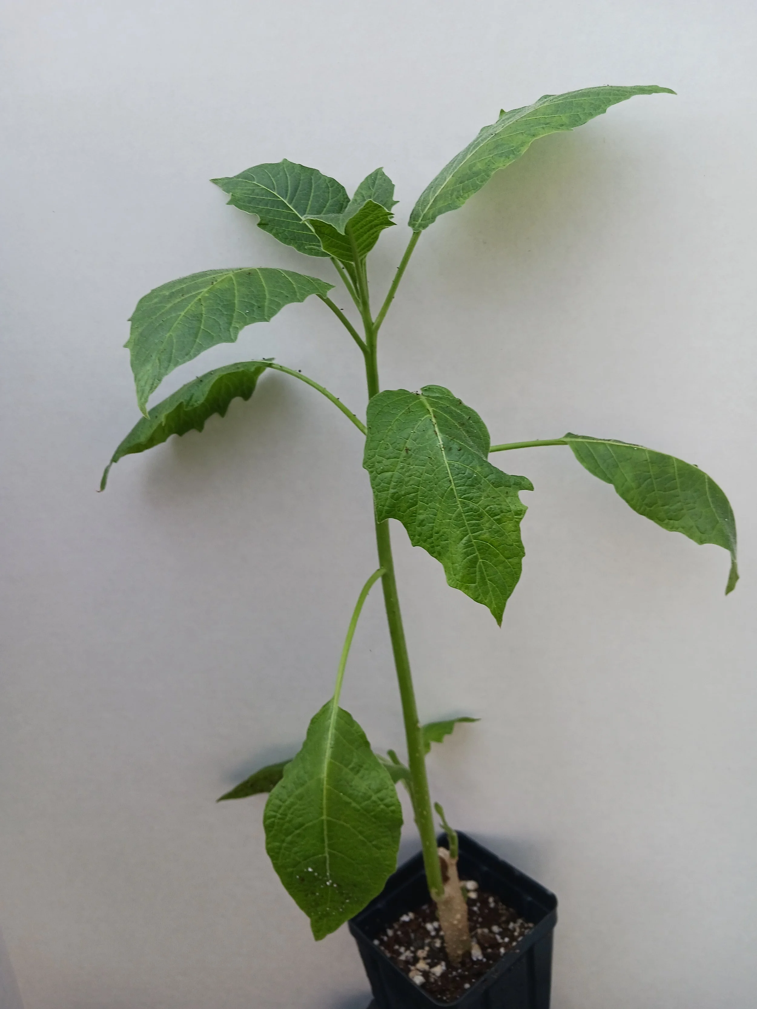 Shameless Brugmansia PLANT — Angel Trumpet Nursery LLC