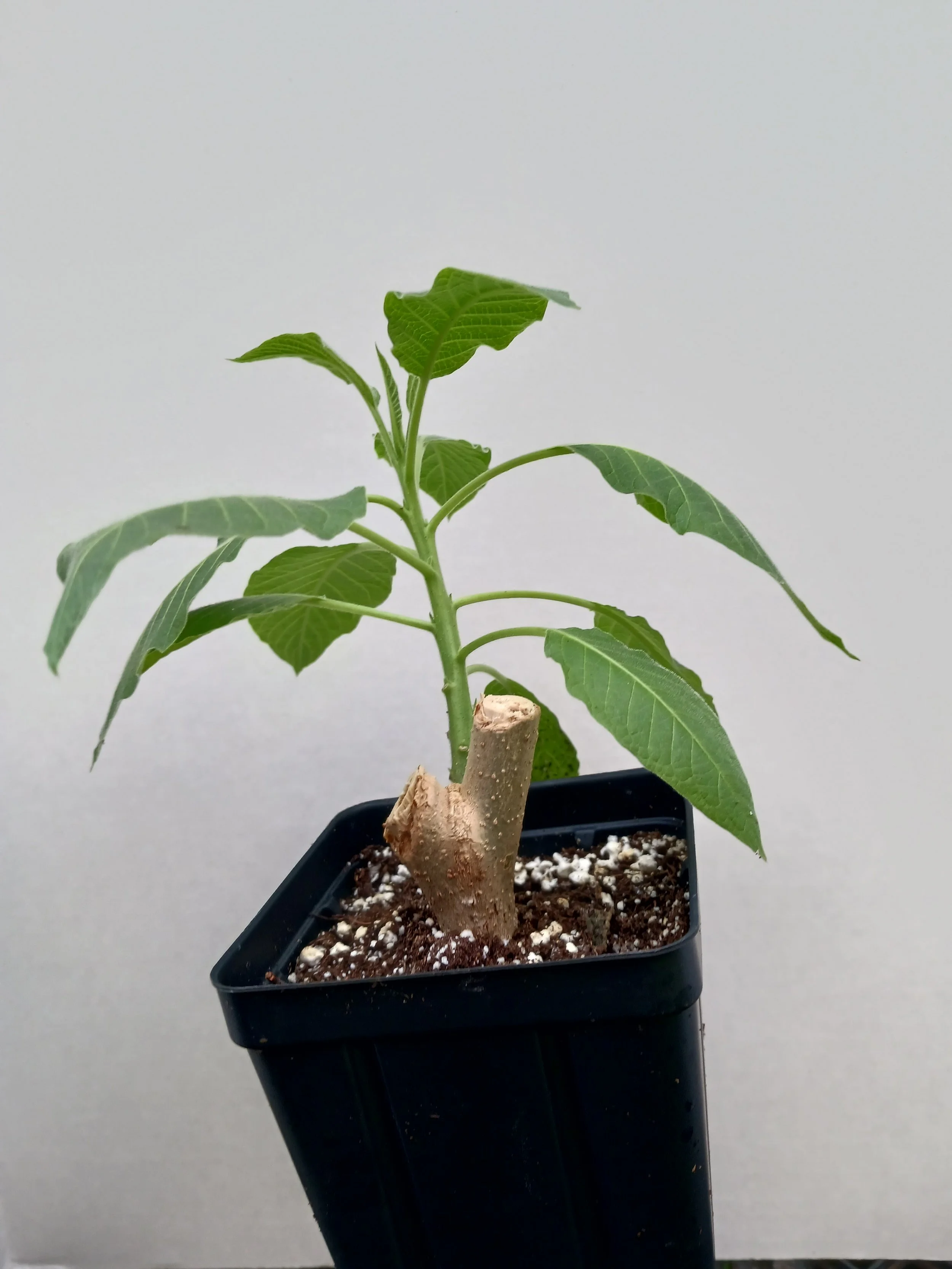 Brautwalzer Brugmansia PLANT — Angel Trumpet Nursery LLC