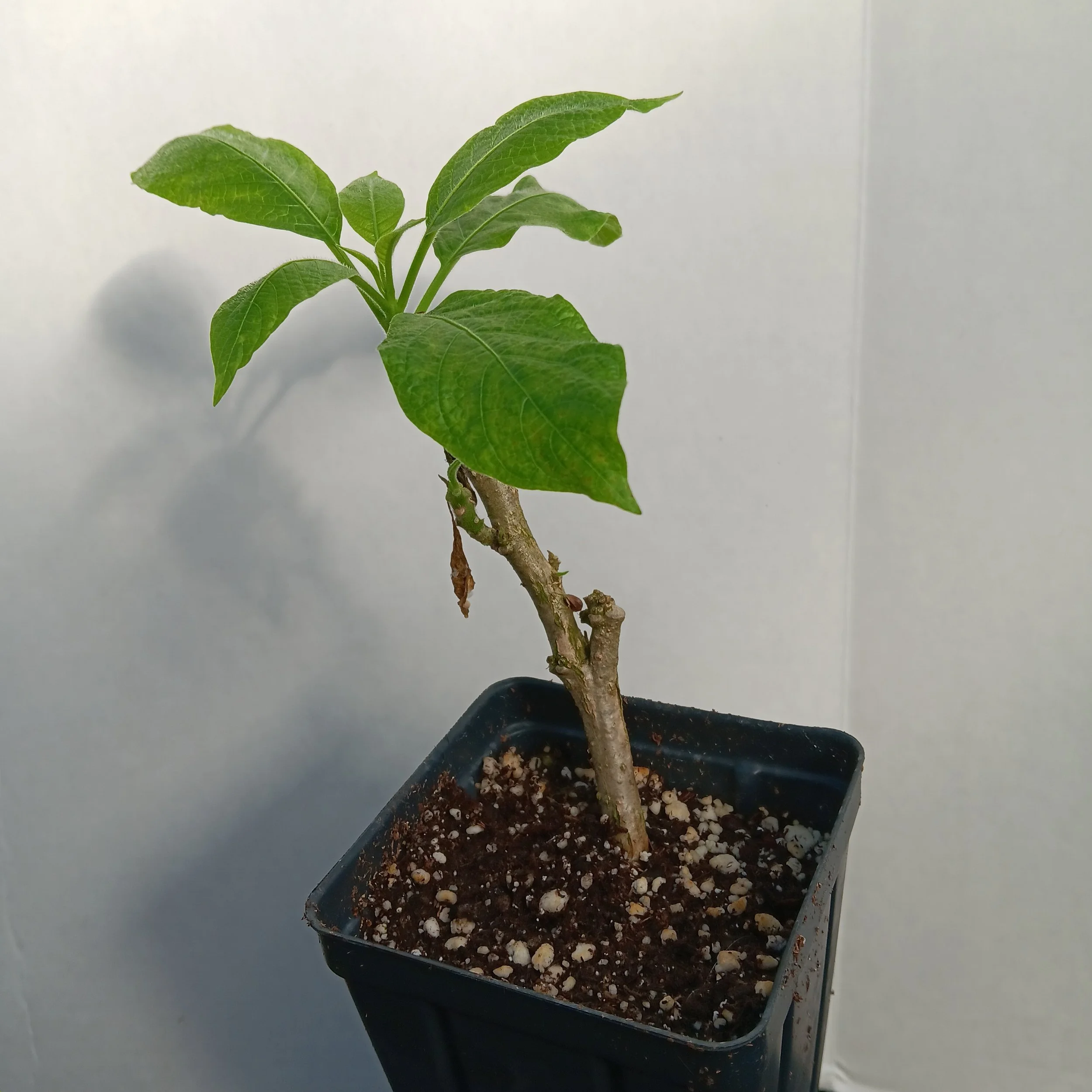 Tutu Brugmansia Plant — Angel Trumpet Nursery LLC