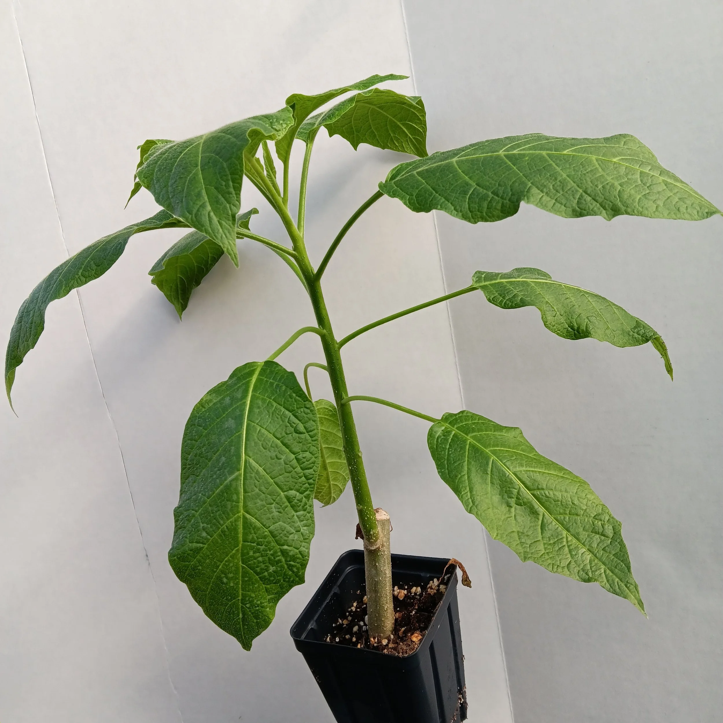 Shameless Brugmansia PLANT — Angel Trumpet Nursery LLC