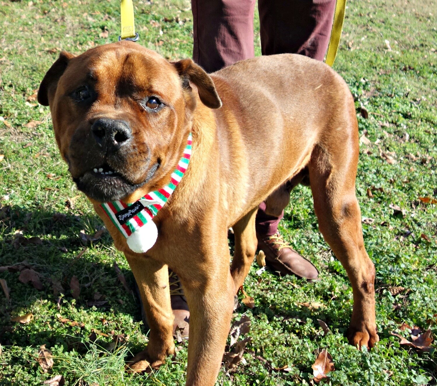 Red Nose Pitbull Mixed With Bullmastiff