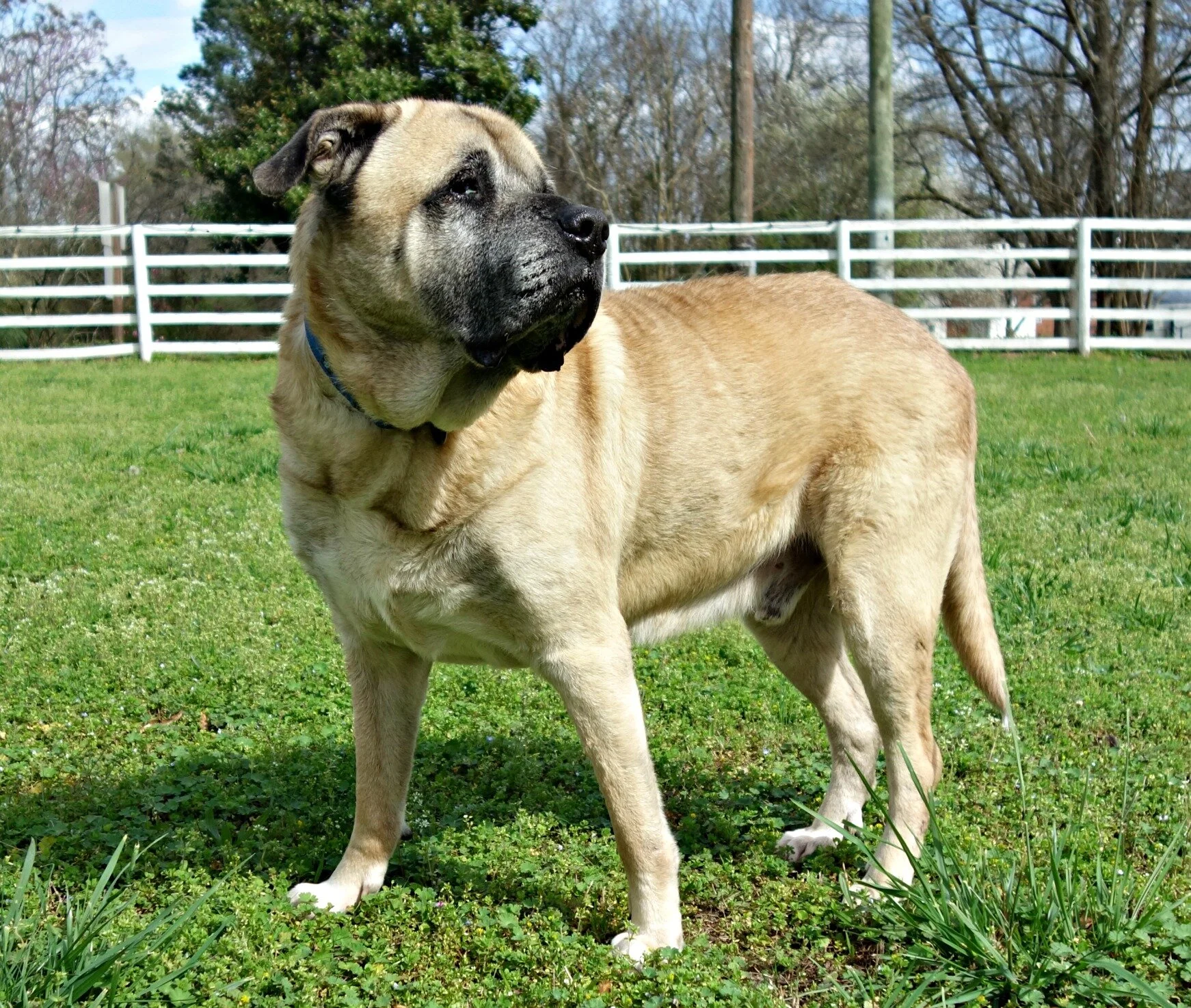 Our Dogs — The Bullpen Way Station & Sanctuary