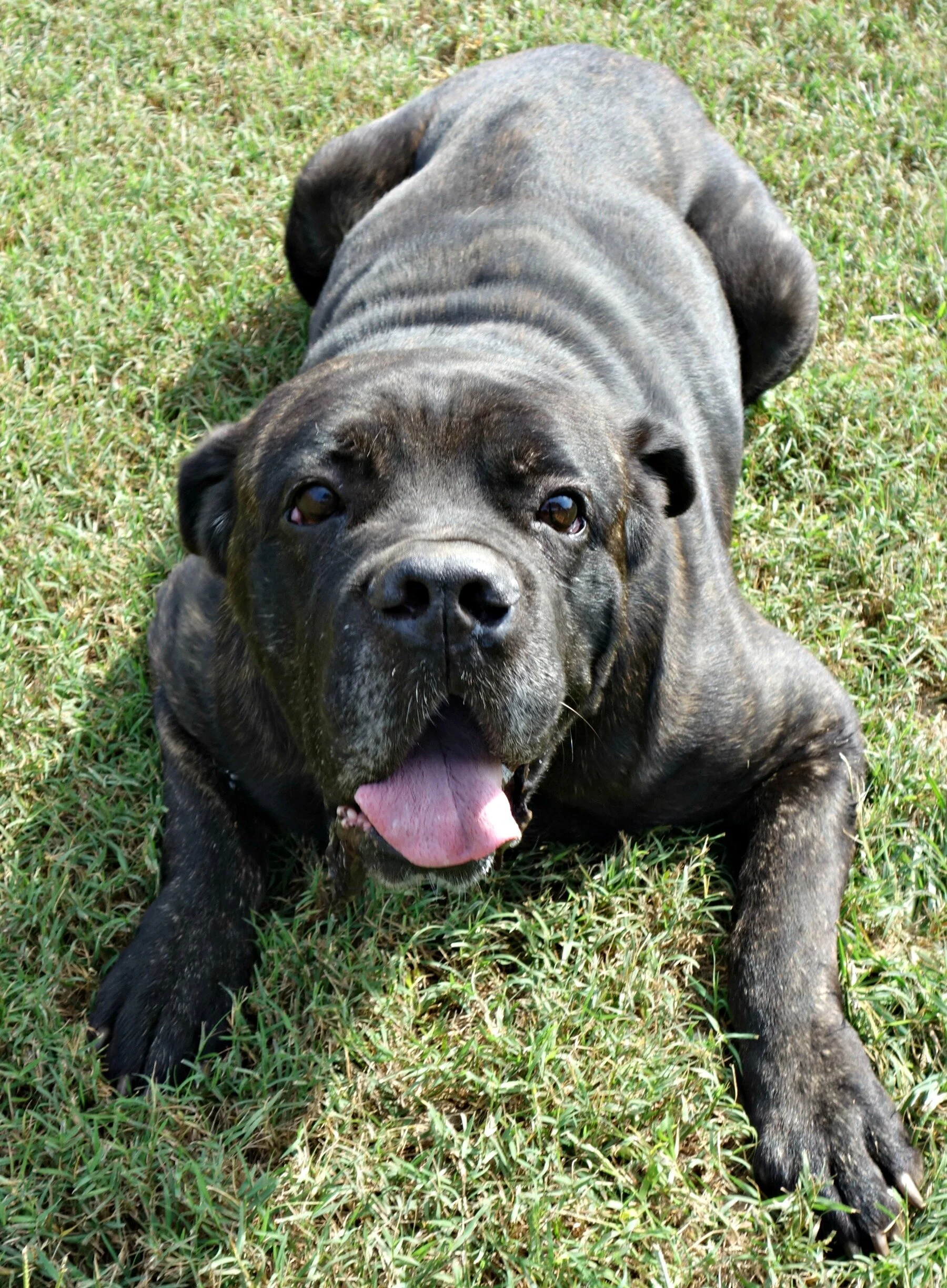 Our Dogs — The Bullpen Way Station & Sanctuary