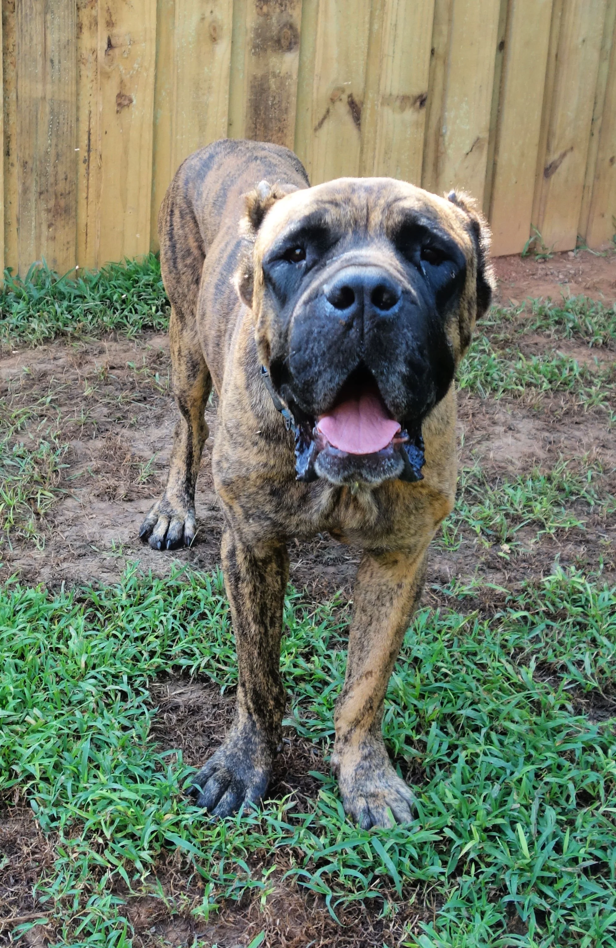 Cane Corso English Mastiff Mix