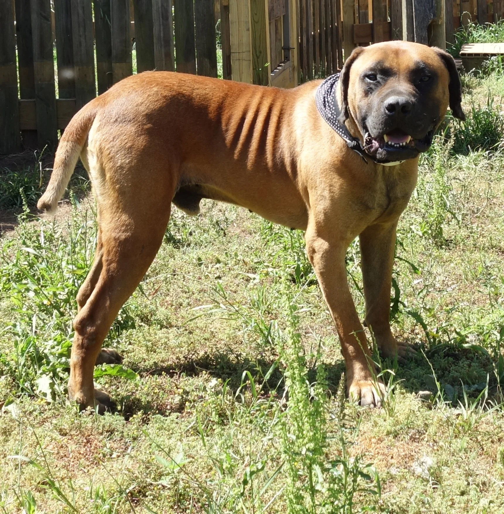 Tosa Boerboel Mix