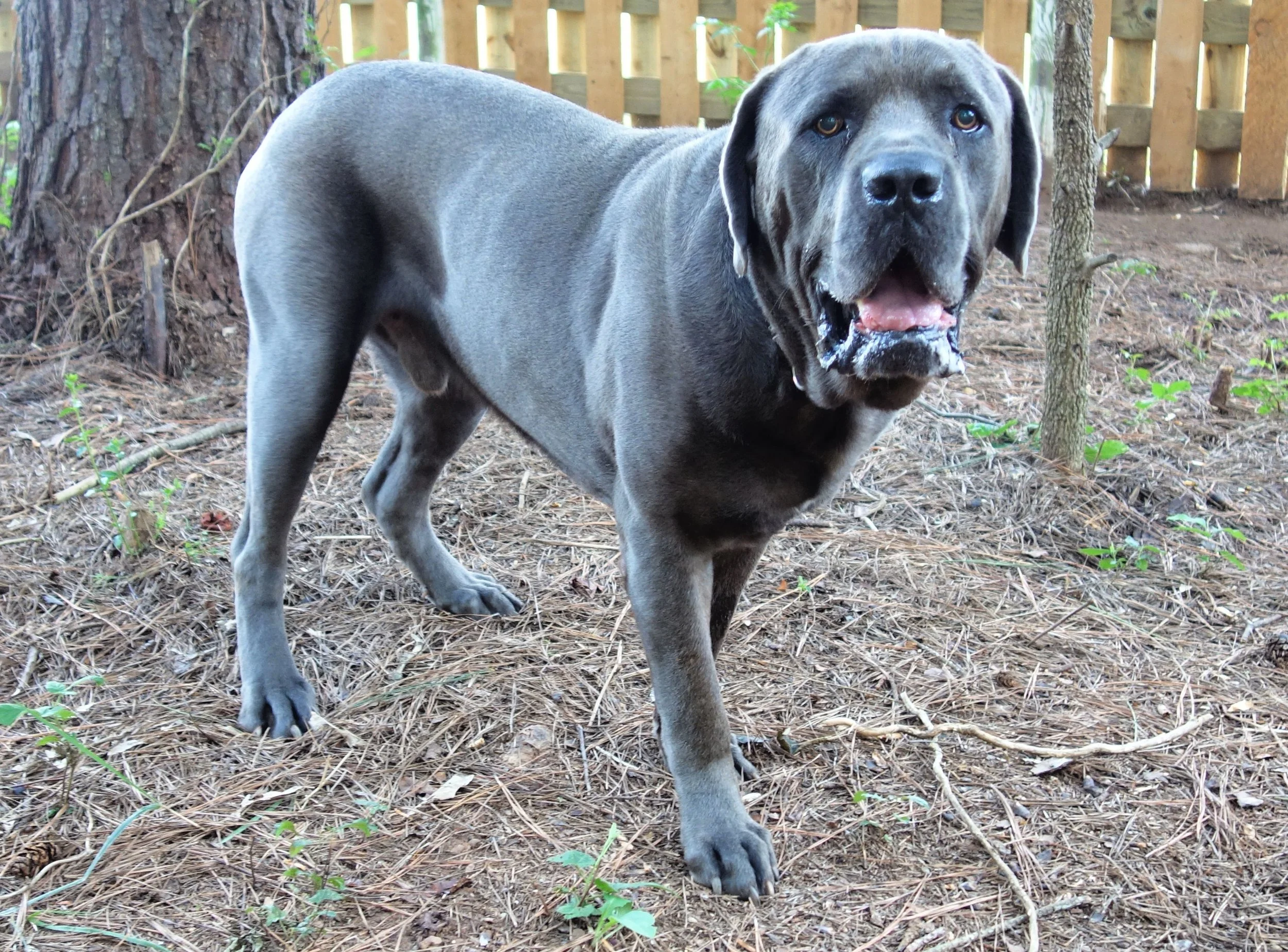 Grey Bullmastiff