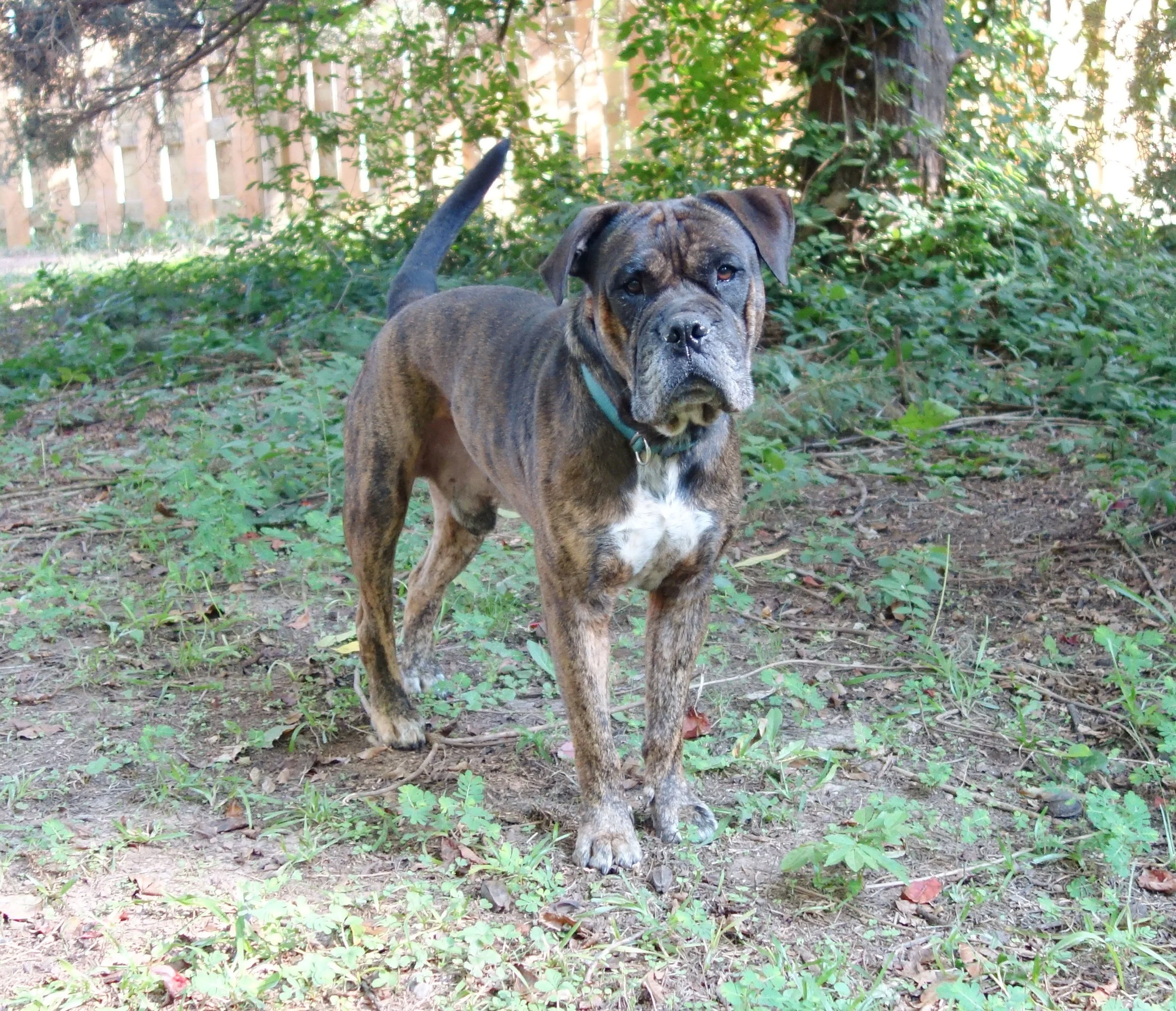 Hercules English Mastiff Monster