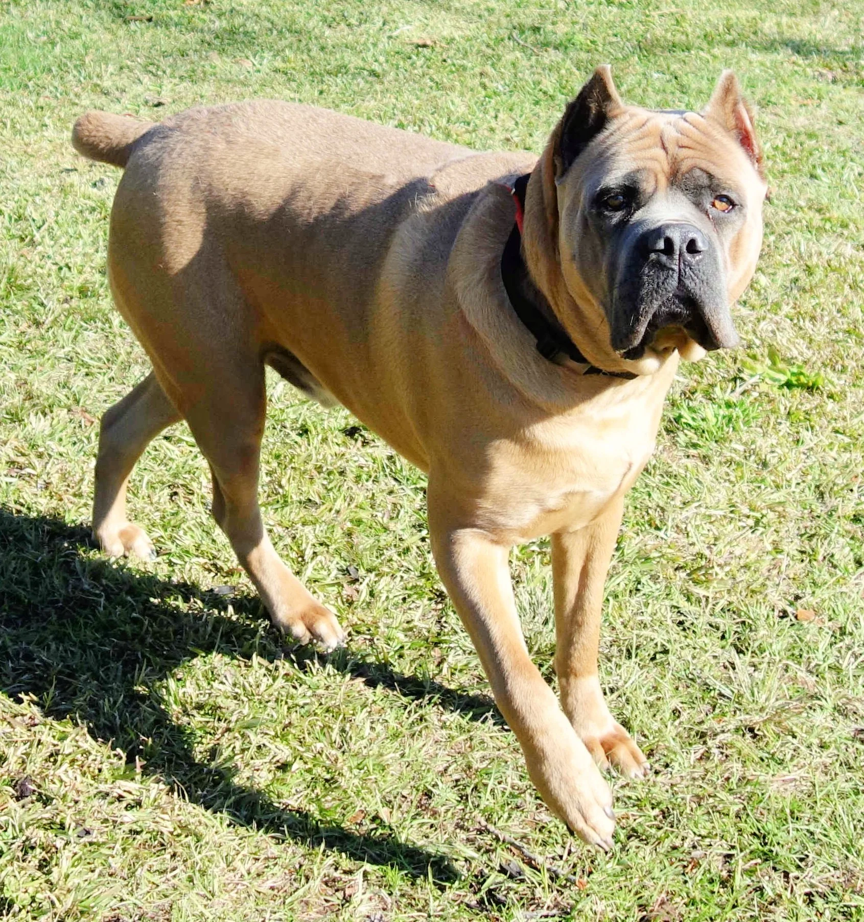 Our Dogs — The Bullpen Way Station & Sanctuary