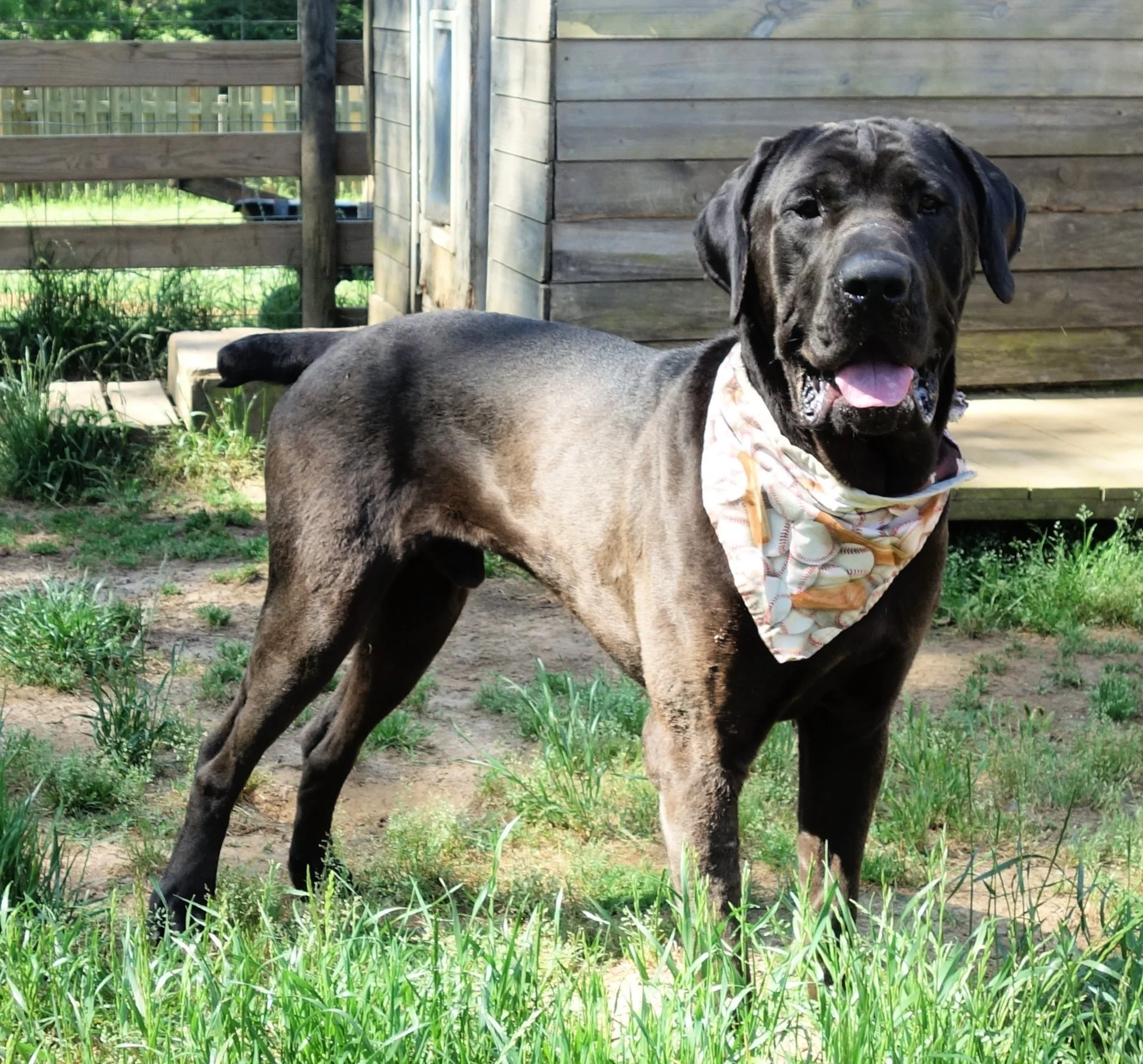 English Mastiff Lab Mix