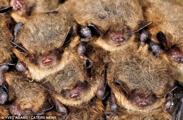Wondrous Hibernating Bats — Creature Candy