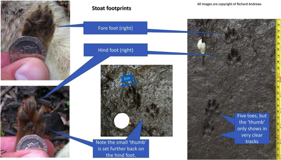 Spotlight Species: British Mustelids — Creature Candy