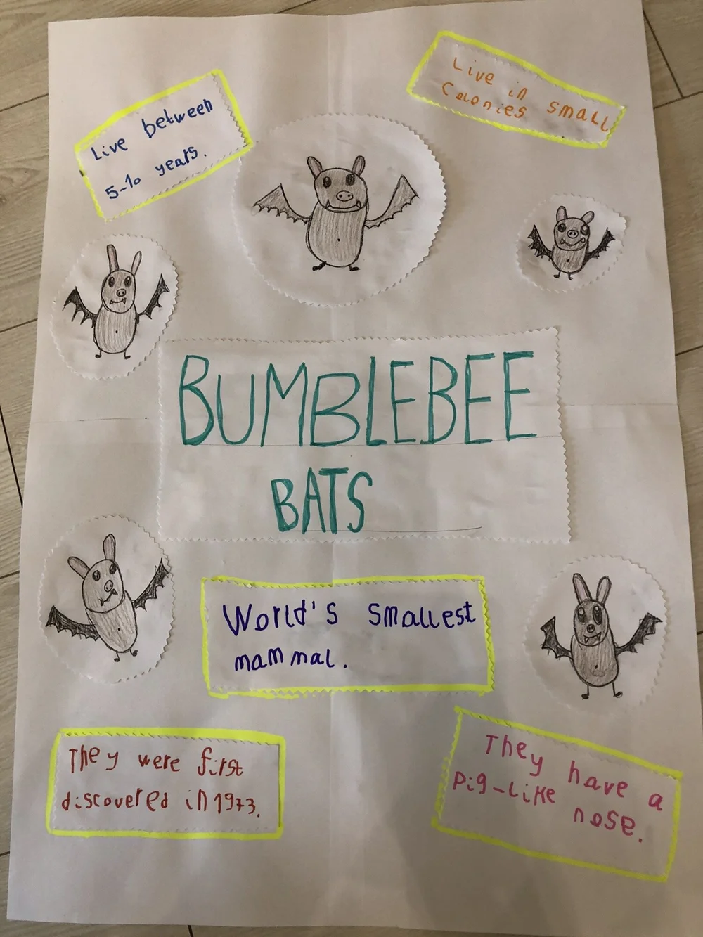 The Importance of Bat Education – engaging young learners in the time ...