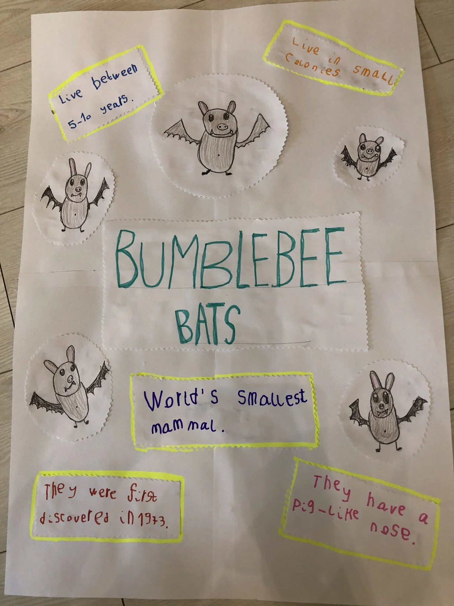 The Importance of Bat Education – engaging young learners in the time ...