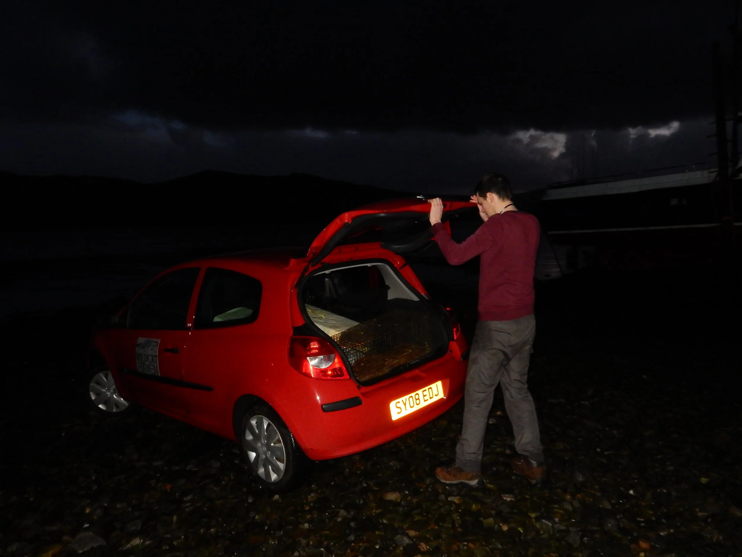 The Scottish Wildcat – Chasing Ghosts — Creature Candy