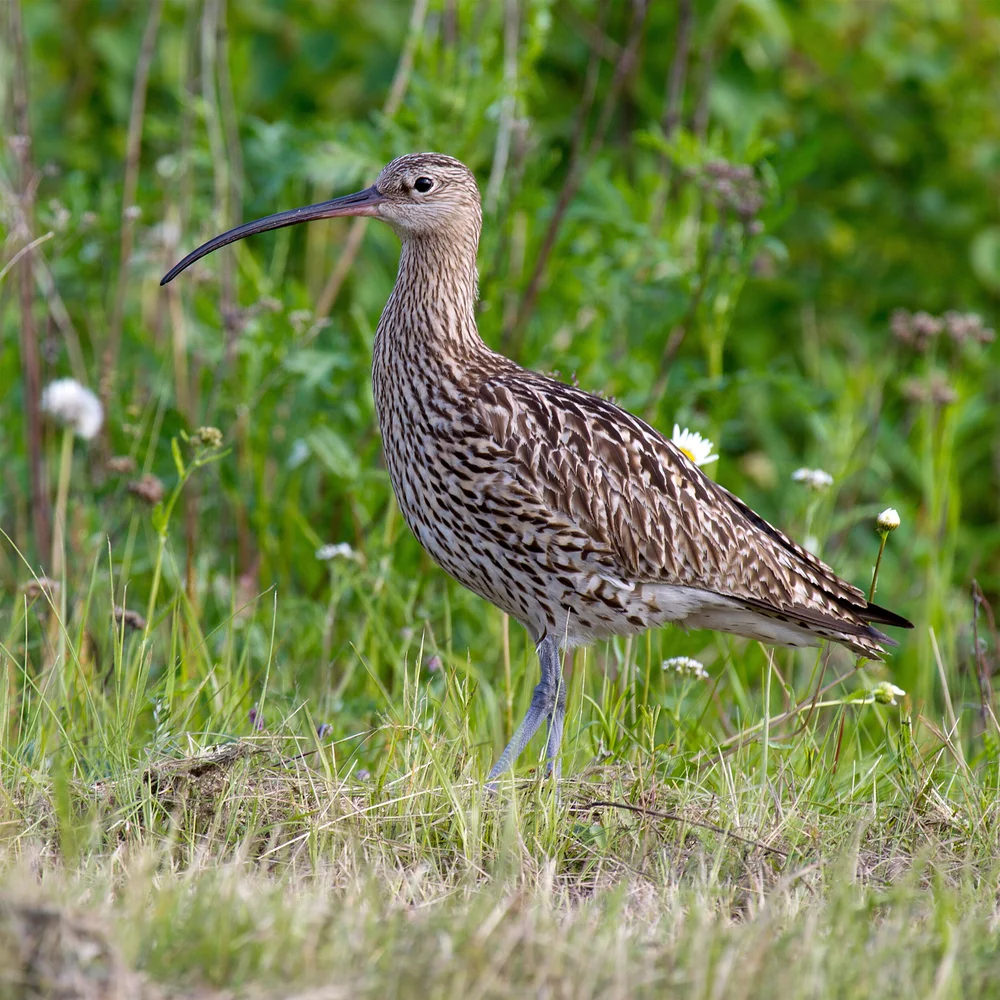 The Dramatic Decline of the Eurasian Curlew — Creature Candy