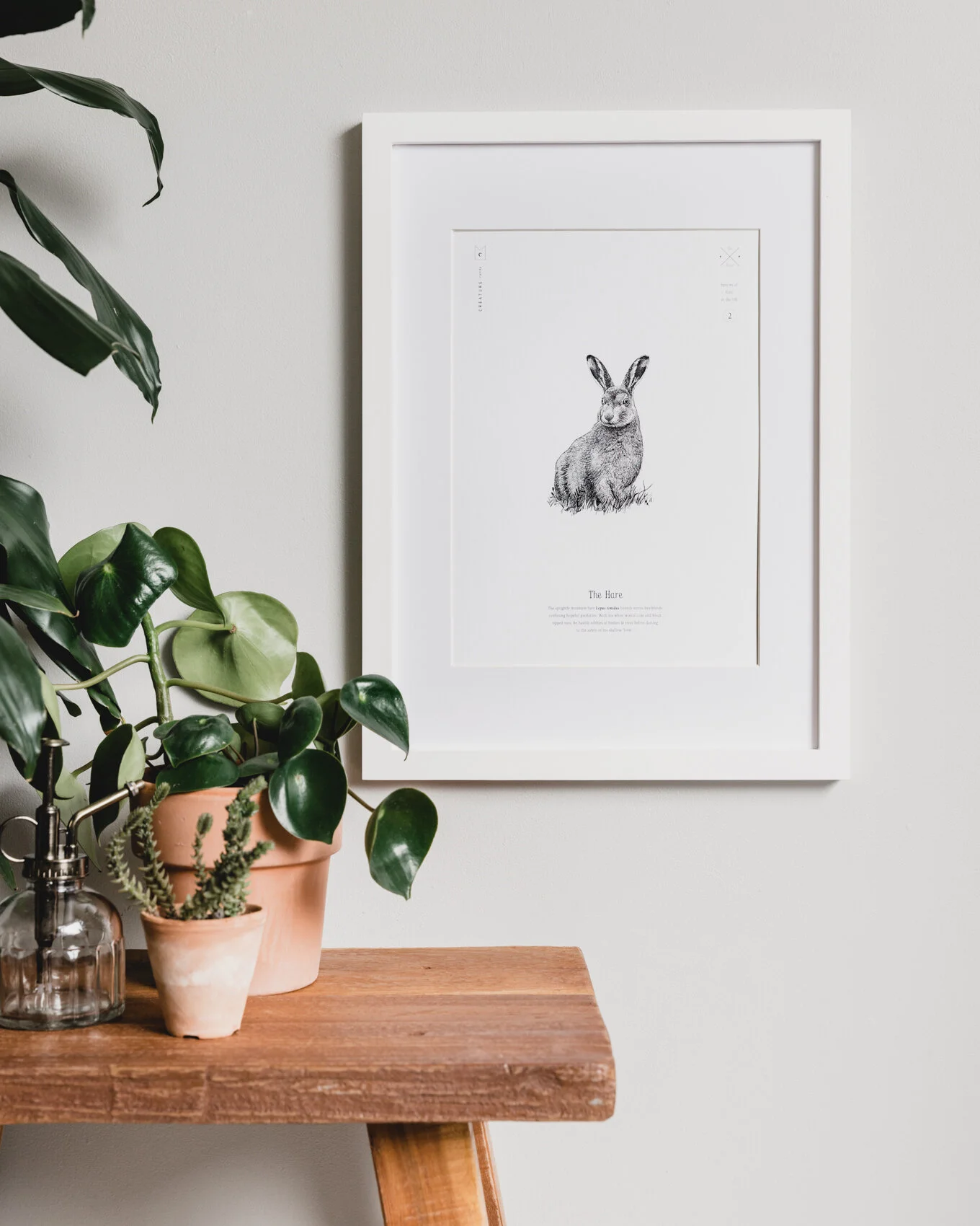 Why Do Hares Box? — Creature Candy