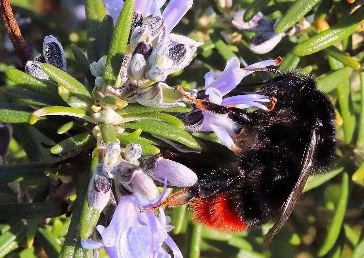 British Bumblebee Guide: When do They Emerge, and What Should I Plant ...