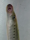 Lamprey, the 'Jawless' Fish — Creature Candy