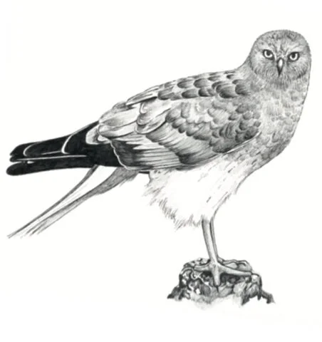 Hen Harrier Products — Creature Candy