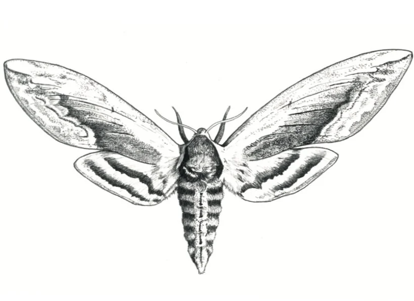 Moth Products — Creature Candy