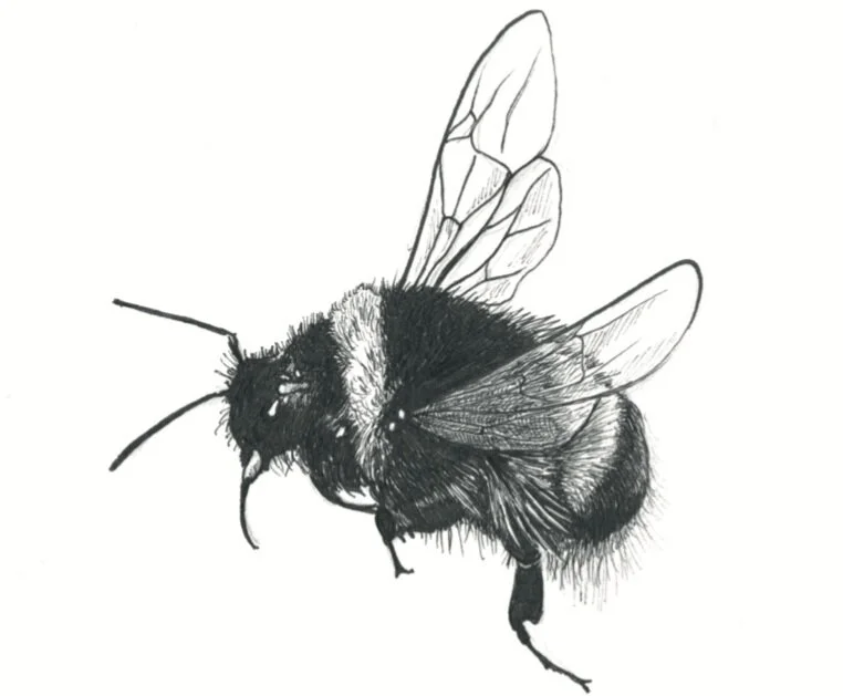 Bee Products — Creature Candy