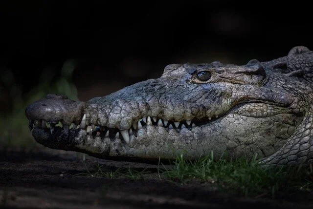 Finding Tropical Wildlife in Oaxaca, Mexico — Creature Candy