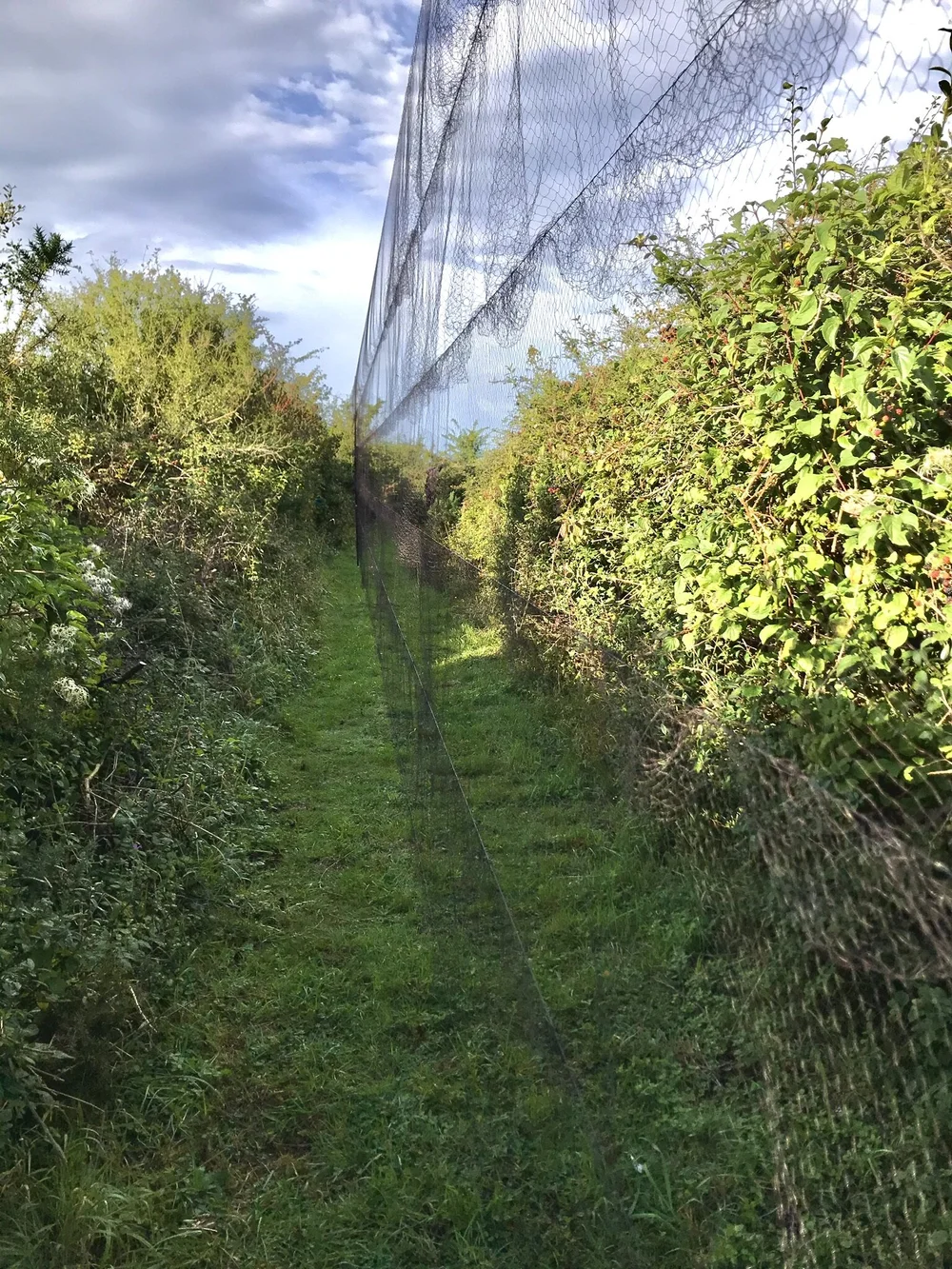 Bird Ringing — Creature Candy