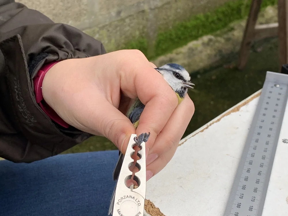 Bird Ringing — Creature Candy