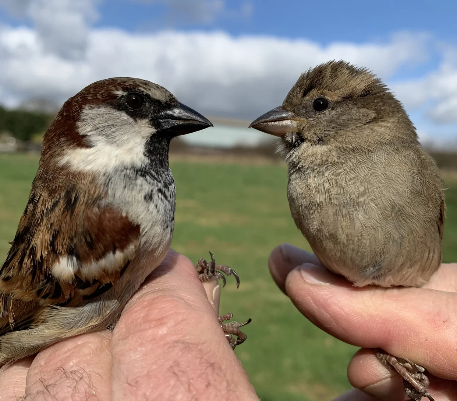 Bird Ringing — Creature Candy