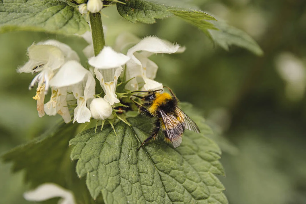 Meadows for Insects — Creature Candy