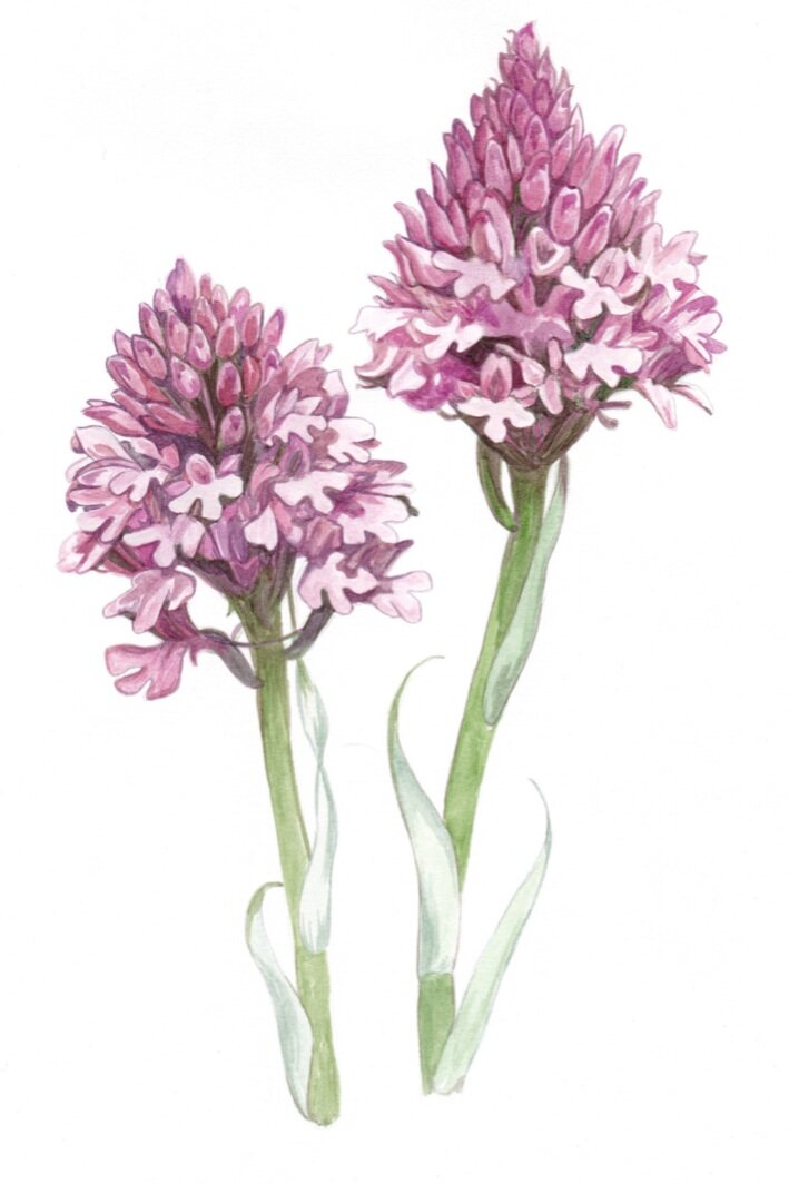 Pyramidal Orchid Products — Creature Candy