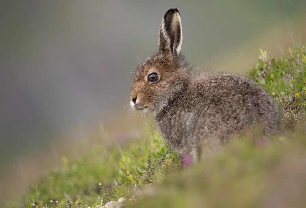 Mountain Hares — Creature Candy