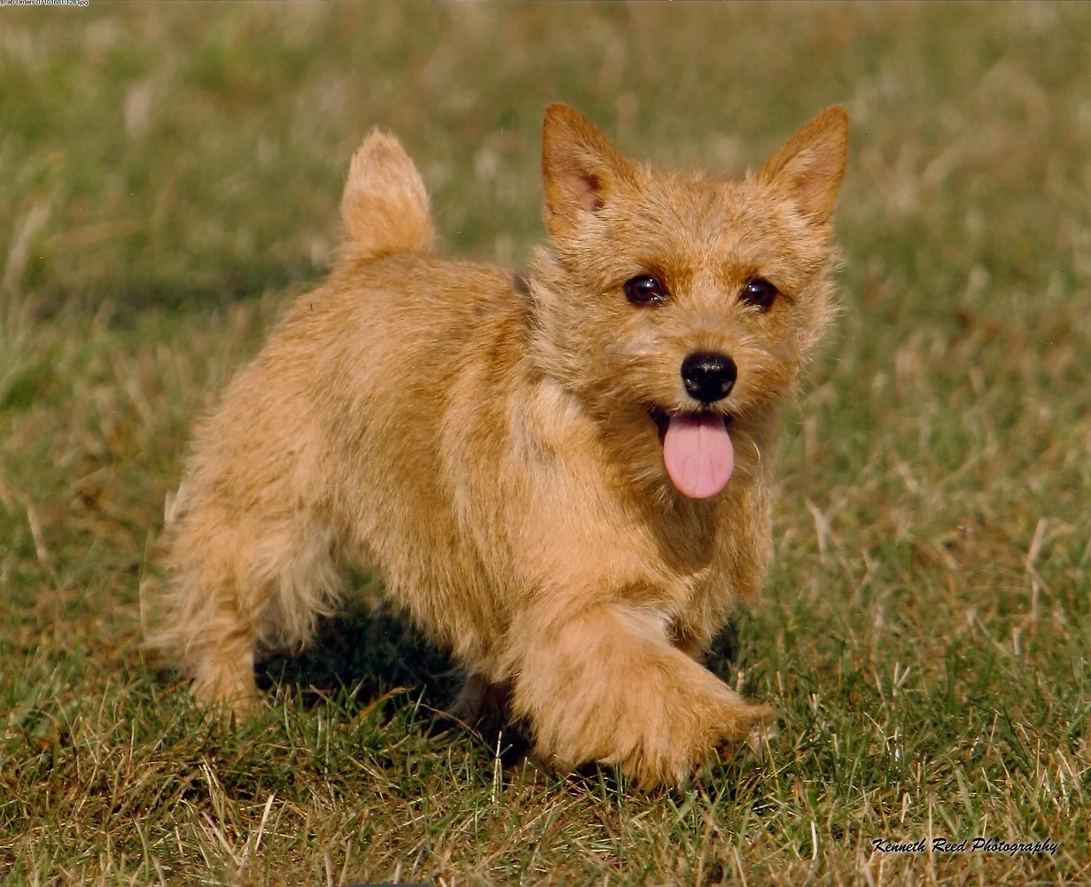 Gallery — Norwich Terrier Club of Northern California
