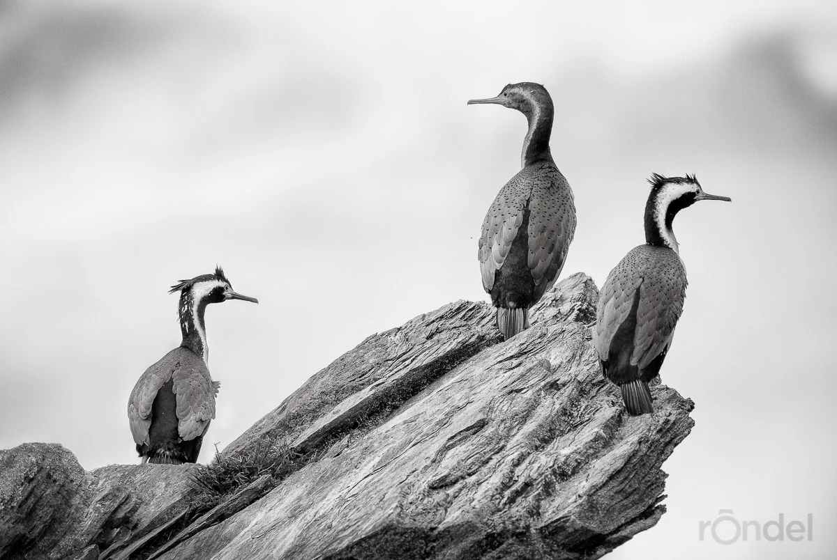 Woolf Photography - Blog