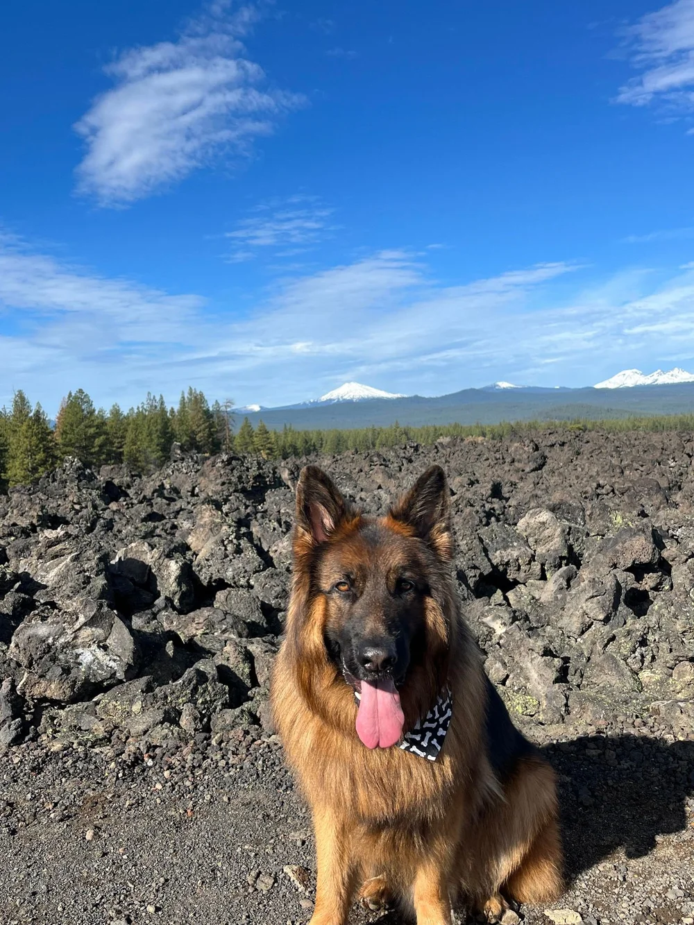 Twin Oaks German Shepherds