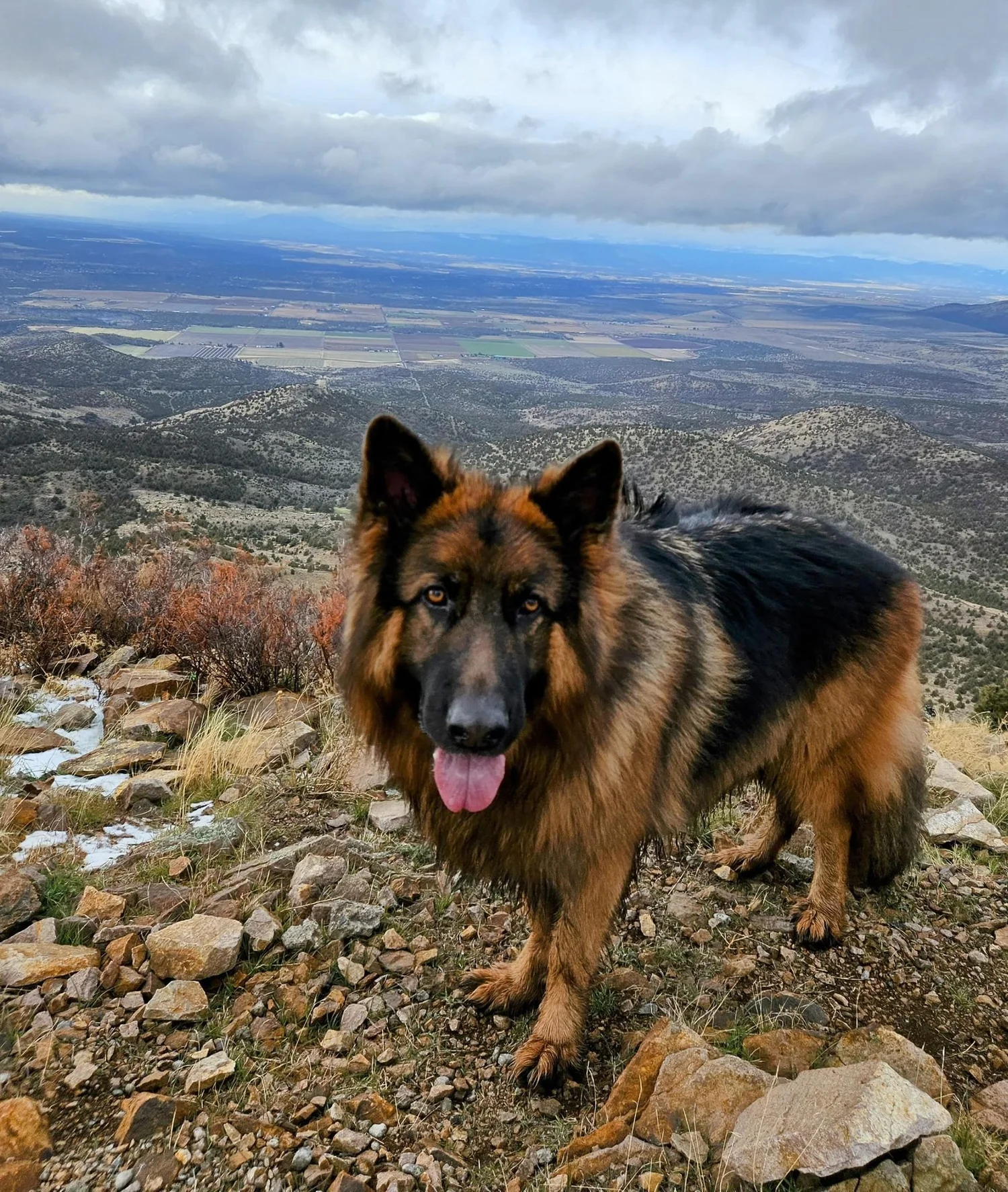 Twin Oaks German Shepherds