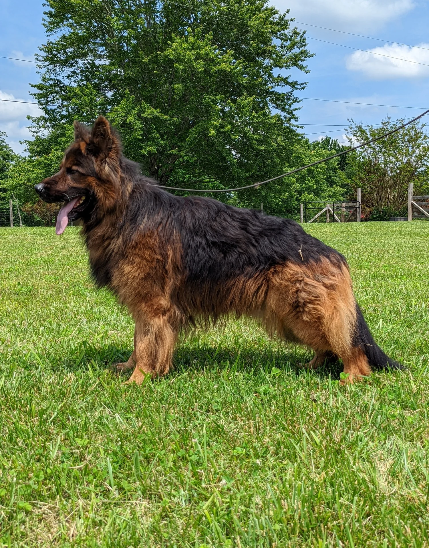 Adults — Twin Oaks German Shepherds