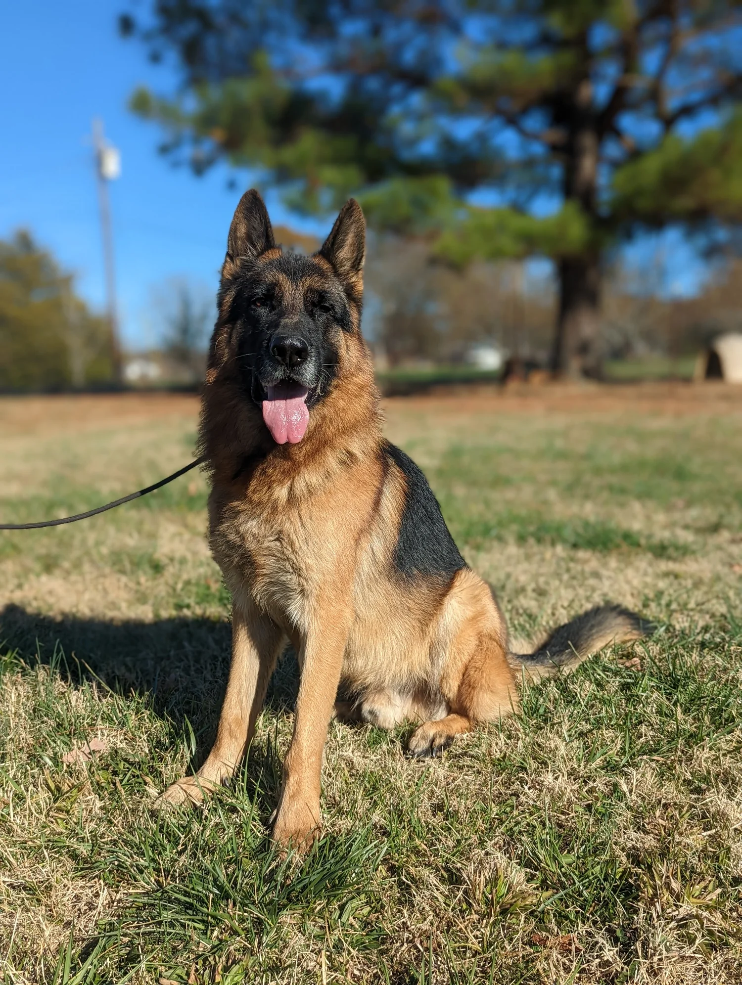 Adults — Twin Oaks German Shepherds