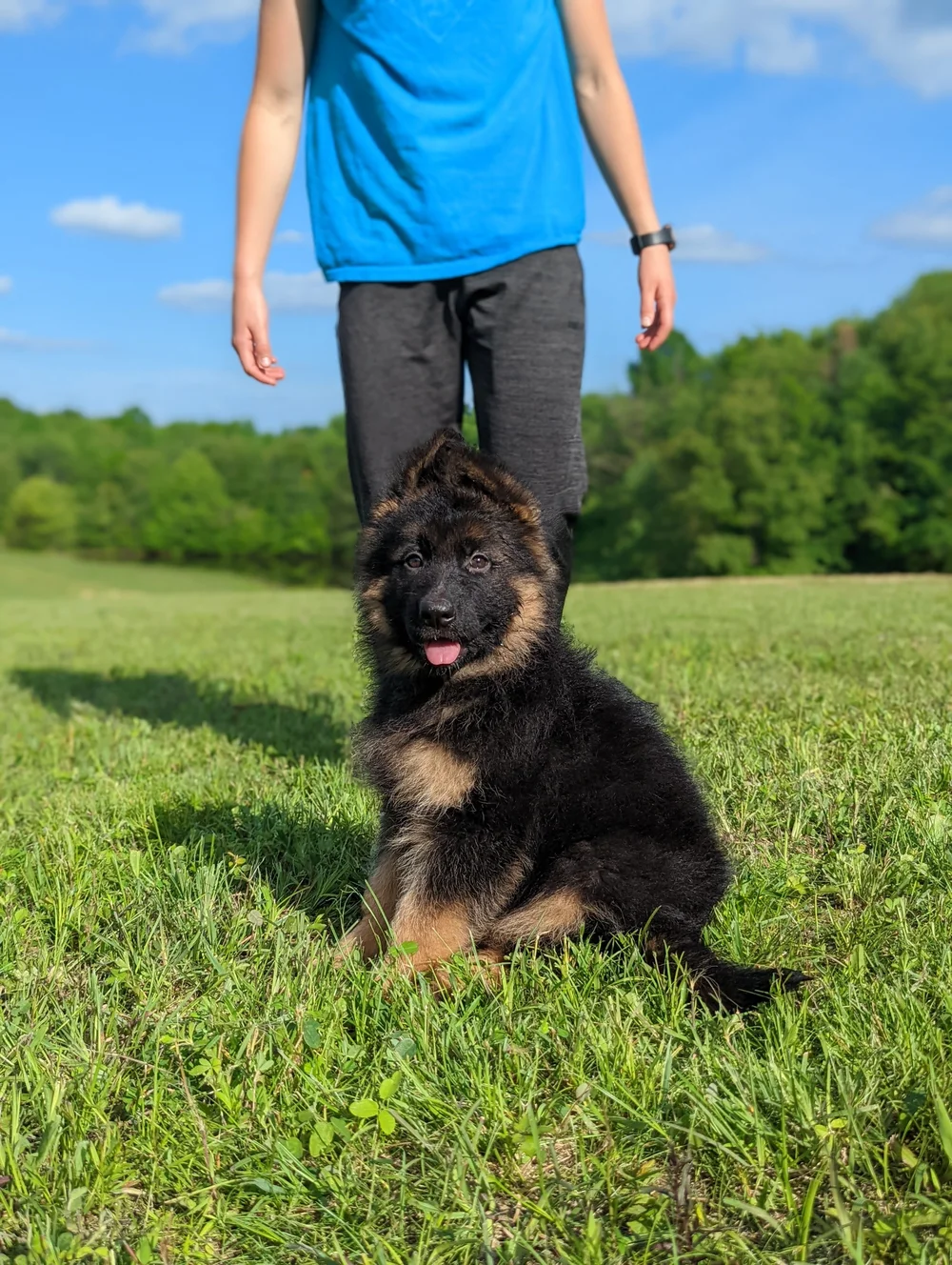 Puppies — Twin Oaks German Shepherds