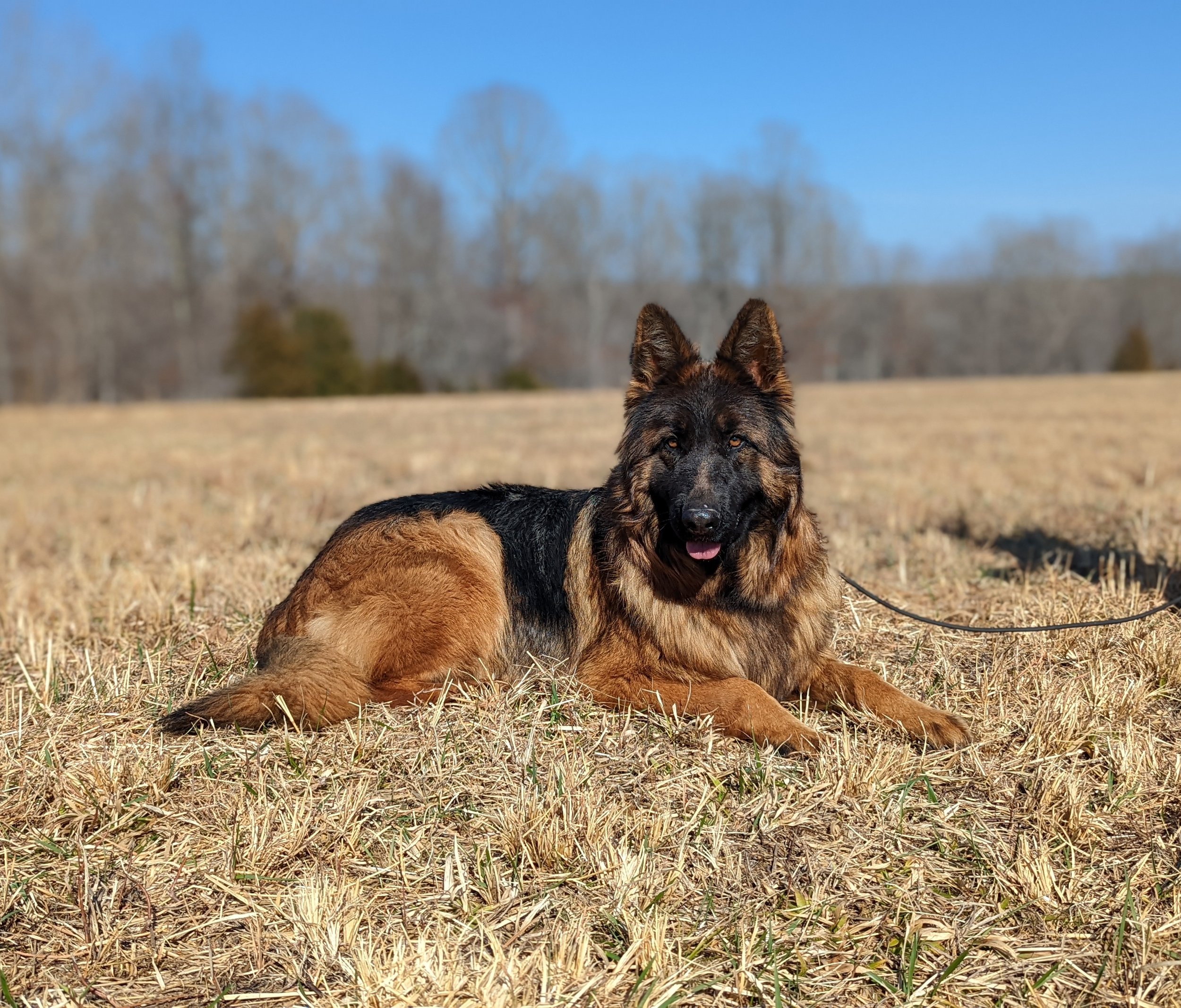 Puppies — Twin Oaks German Shepherds
