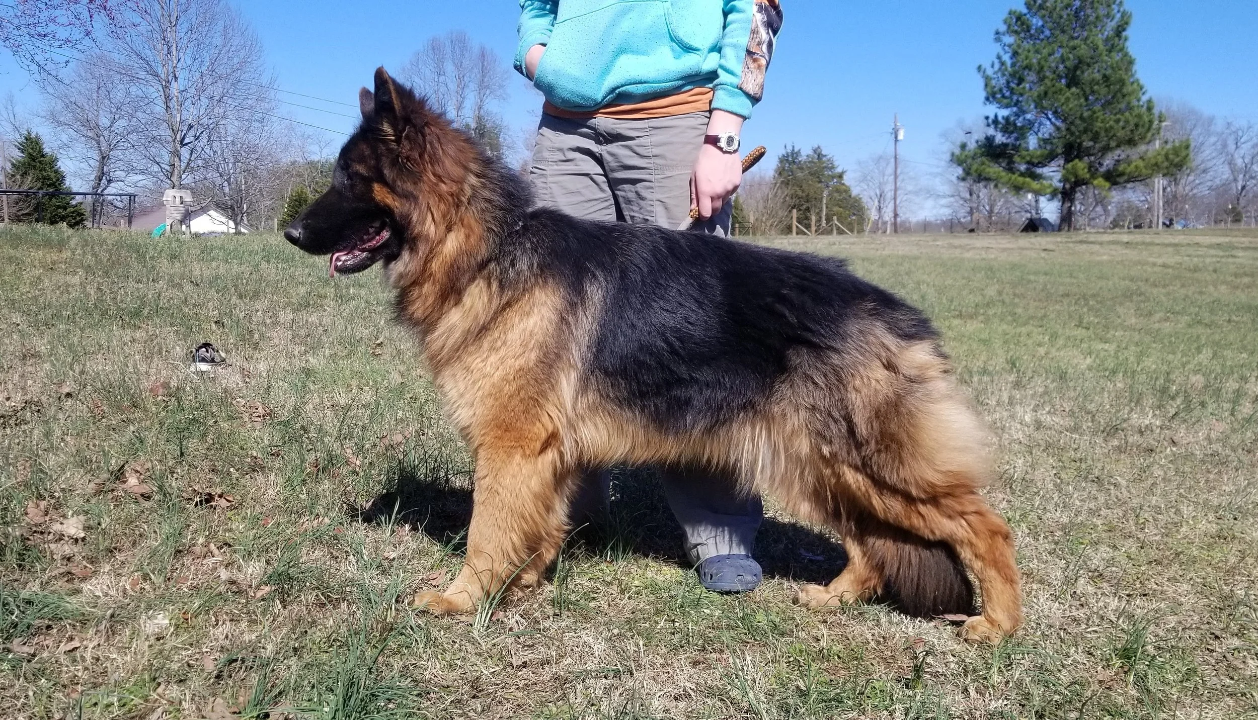 Puppies — Twin Oaks German Shepherds