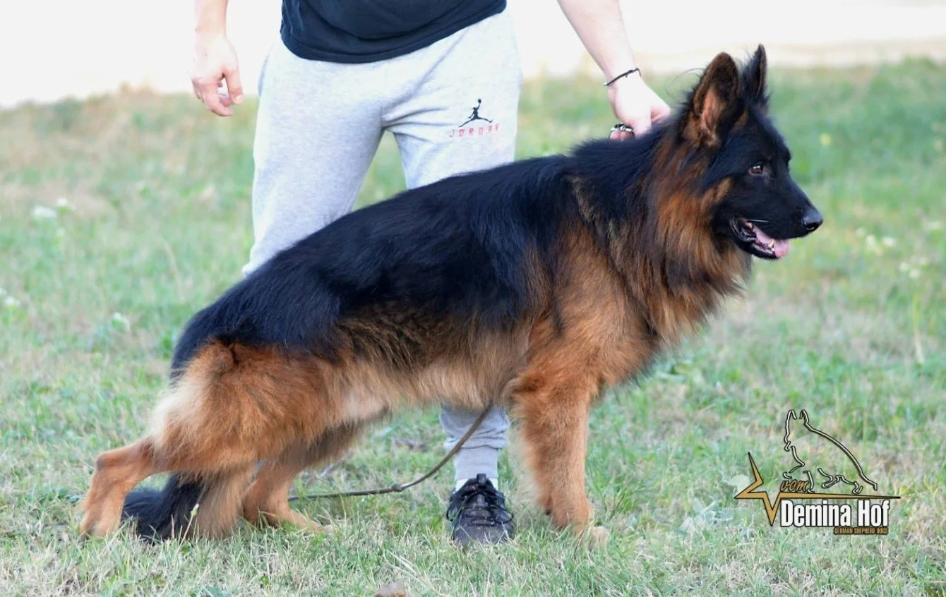Puppies — Twin Oaks German Shepherds