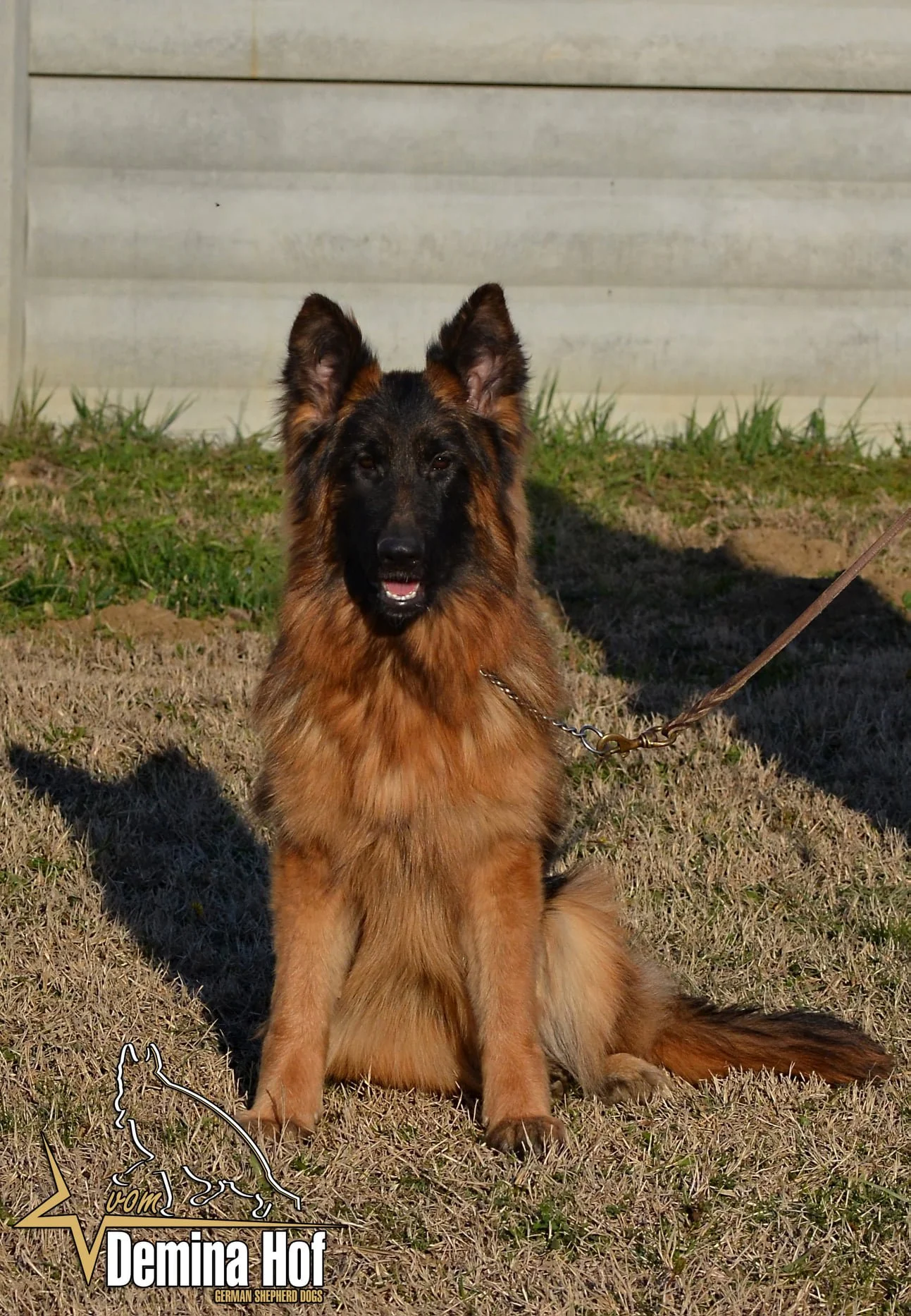 Puppies — Twin Oaks German Shepherds