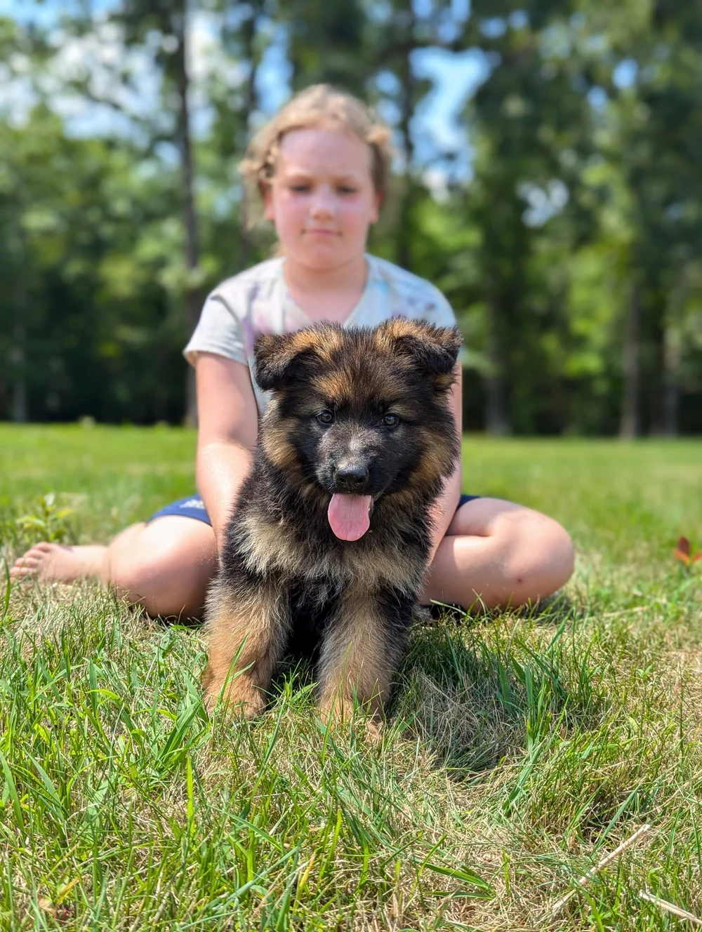 Puppies — Twin Oaks German Shepherds